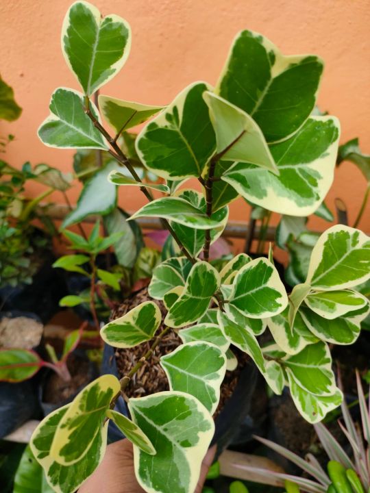 FICUS TRIANGULARIS VARIEGATED RUBBER TREE INDOOR OUTDOOR PLANT REAL OR ...