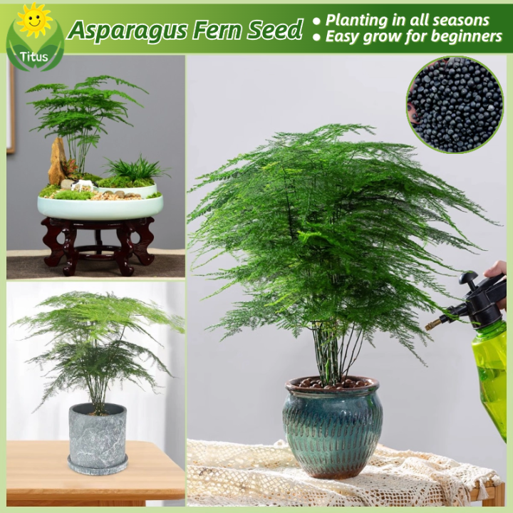 100% Legit Asparagus Fern Tree Plant Seeds for Planting & Gardening ...