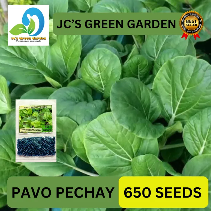 VALUE PACK (650 SEEDS) PAVO PECHAY SEEDS/FOR PLANTING/HIGH GERMINATION ...