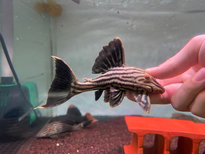 Pleco L190/Royal Pleco /Pleco /Freshwater 哥伦比亚白金皇冠豹异型（Sin Quan ...