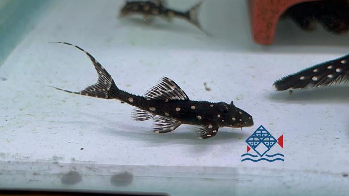 Pleco L155/Live Fish/Pleco/Freshwater/Adonis Pleco 蝙蝠侠异型/活鱼/异型鱼(Sin ...