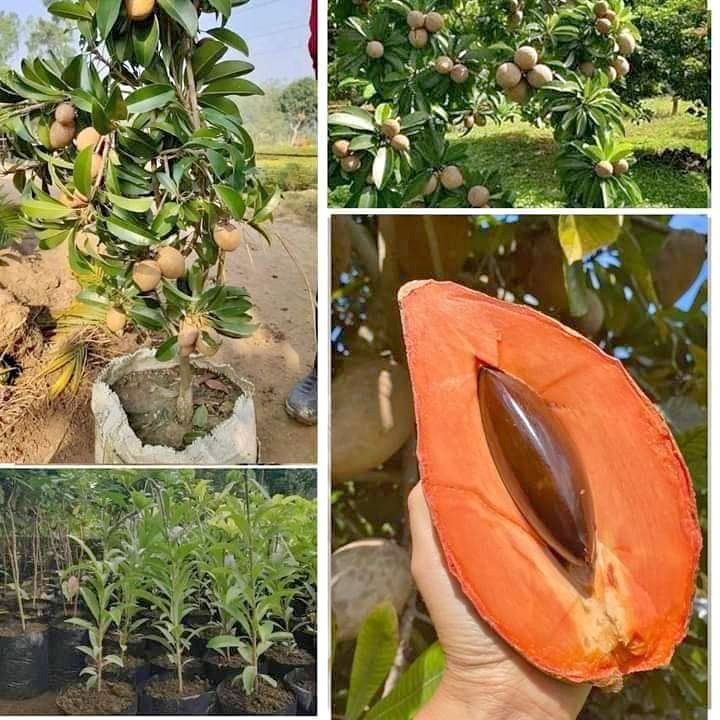 Chico Ponderosa Live Tree - Fresh Seedling for Fruit Gardening | Lazada PH