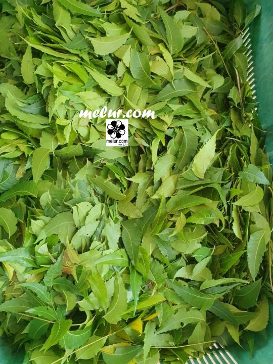 MDC- Dried Neem Leaves / Daun Mambu kering 1 kg Anak Pokok Tanaman ...