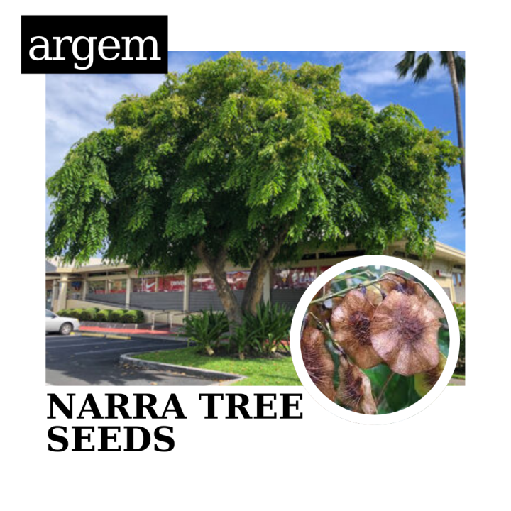 25pcs Narra Seeds Hard Wood Tree used for Narra Herbal Tea and Planting ...