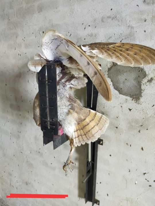 jebakan burung hantu untuk gedung walet | Lazada Indonesia