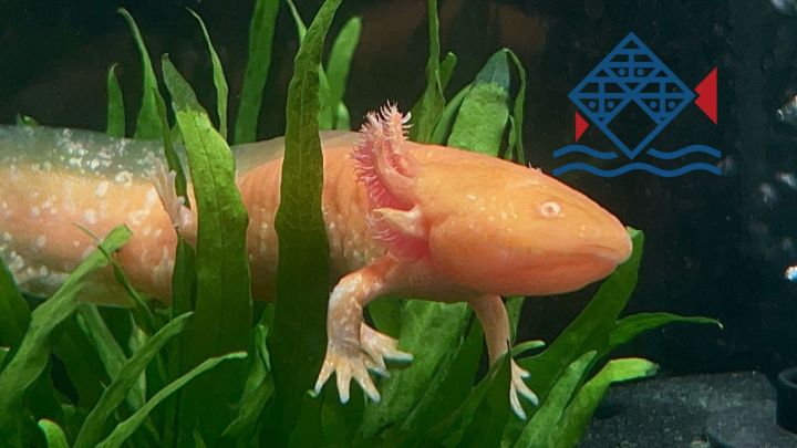 Axolotl/Live Fish/Freshwater六角龙/活鱼/需要冷水饲养（Sin Quan Aquaculture ...