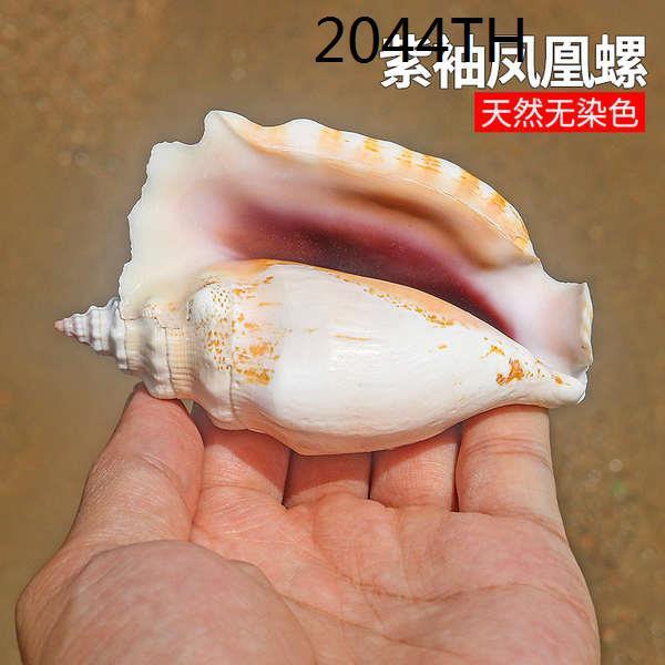 Natural Conch Shell Purple Sleeve Phoenix Snail Fish Tank Aquarium ...