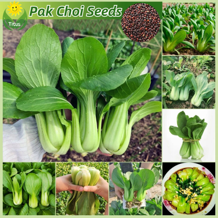 100% Legit Fresh Pak Choi Seeds Green Pakchoi Seeds Vegetable Seeds for ...