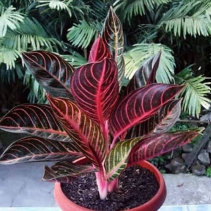 seeds Aglaonema Red Sumatra ( pride of Sumatra ) | Lazada PH