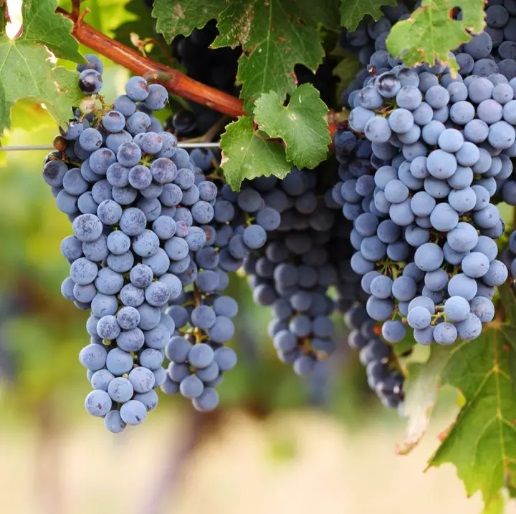 ANGGUR HITAM 2 biji bibit seed seeds Benih Anggur Hitam Wine Grape ...