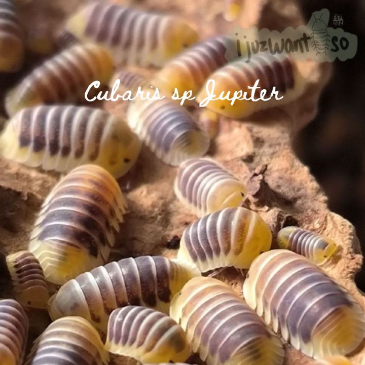 [IJUZWANISO] Cubaris sp Jupiter (Isopod for Terrarium and pets) | Lazada