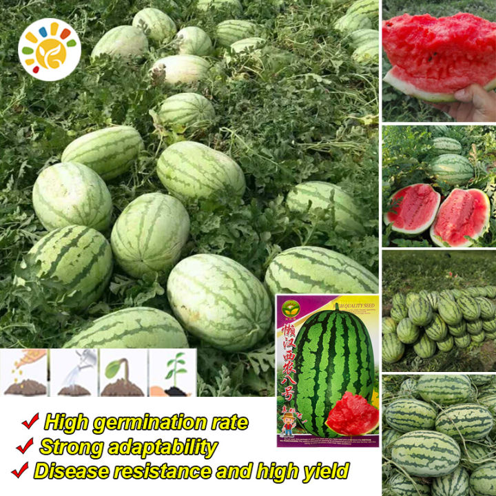 [High-yielding fruit seed] 100% Original No.8 Giant Watermelon Seeds ...