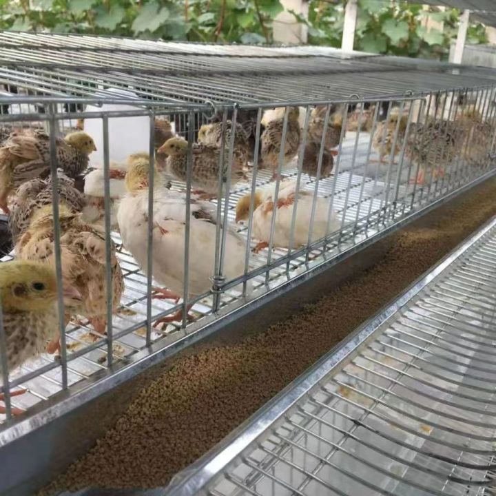Quail farm cage quail laying live birds professional ladder 1.8m quail ...