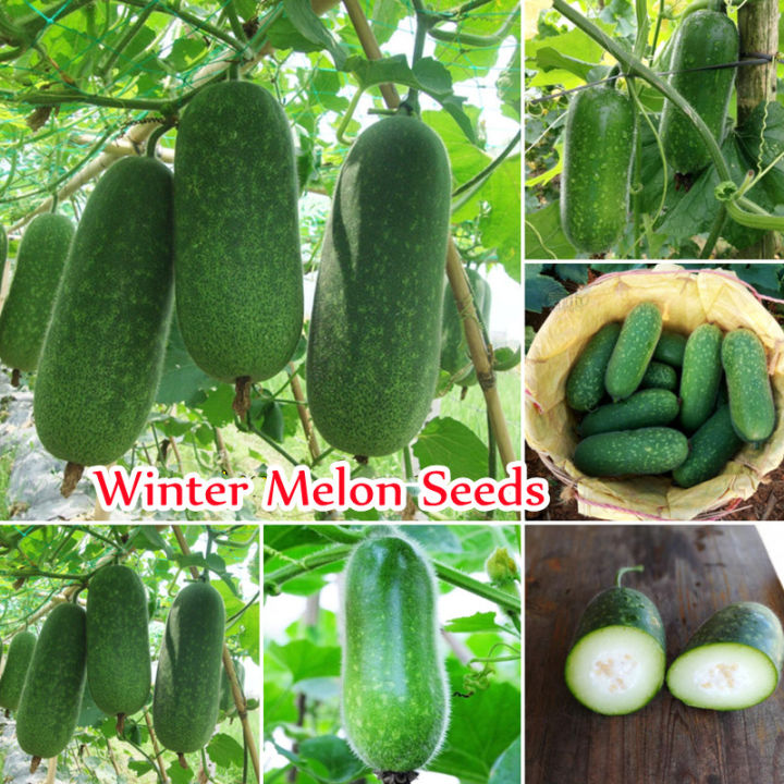 [Fast Delivery] 100% Authentic Winter Melon Seeds (30 Seeds ) Fresh ...