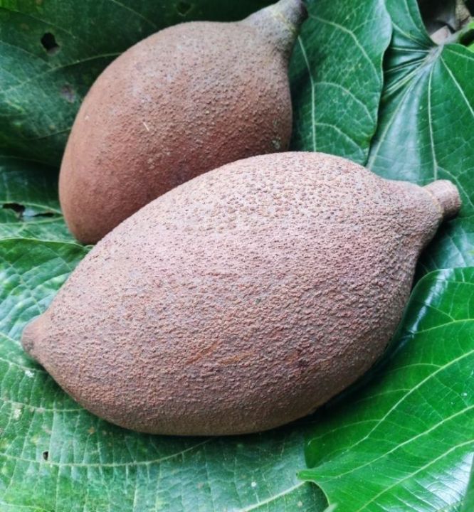 Anak Pokok Kepayang atau Keluak | Lazada