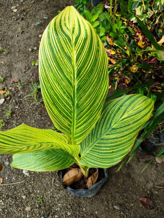 Bengal Tiger Canna Lily LIVE Plant with Roots and Soil-Real Plants ...