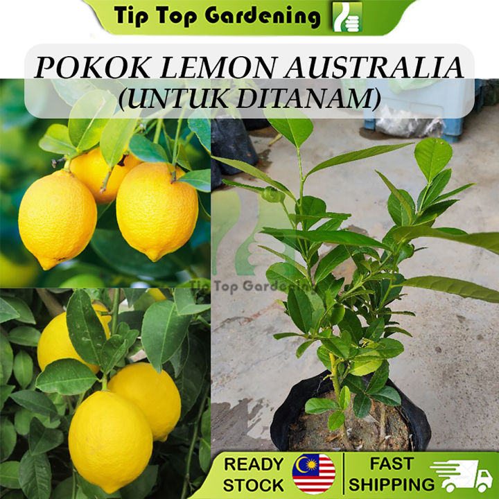 Pokok Lemon Australia Untuk Ditanam Pokok Hidup Real Live Plant Hybrid ...
