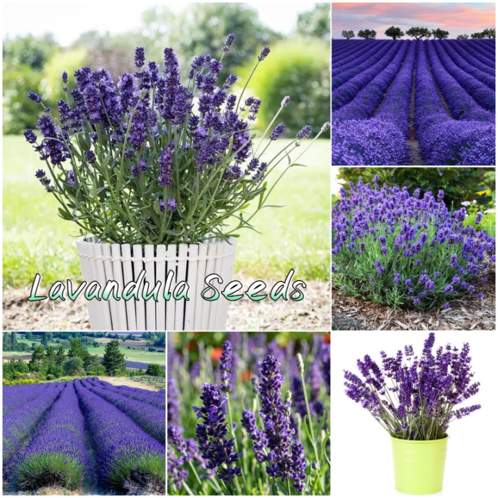 [Fast germination] Lavender seed planting (100 / pack, suitable for ...