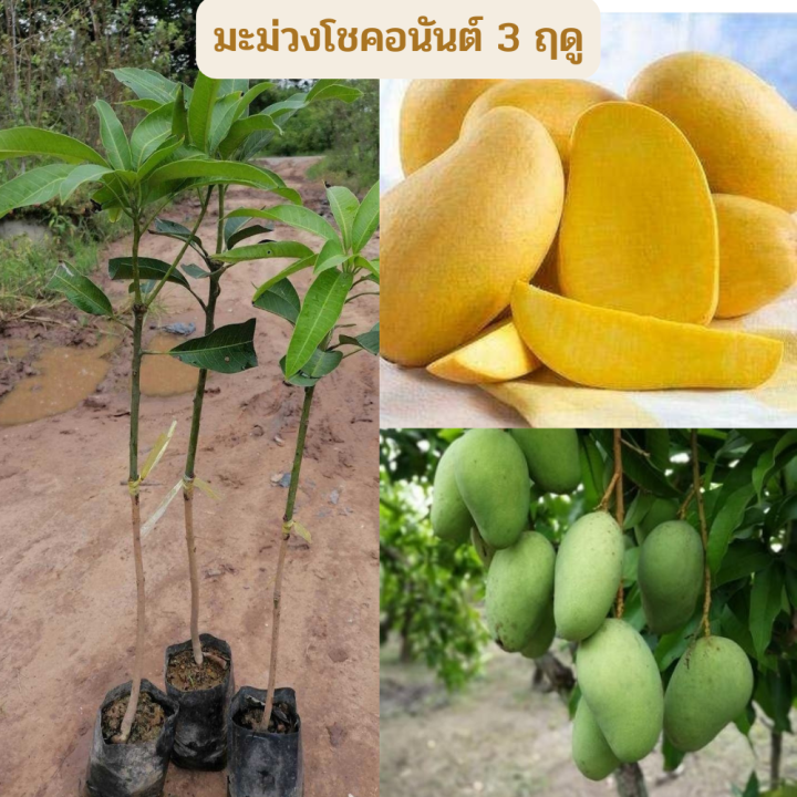 (1 ต้น)💥 มะม่วงโชคอนันต์ 3 ฤดู 💥พันธุ์เสียบยอด💥 ต้นพันธุ์ประมาณ 45-50 ...
