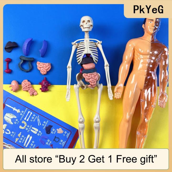 [COD] PkYeG Tool 3D Human Skeleton Organ Anatomy Scientific Model Kit ...