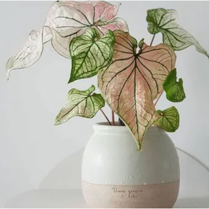 Biji Benih Keladi Debutante Caladium Debutante Seed - 5 Seed | Lazada