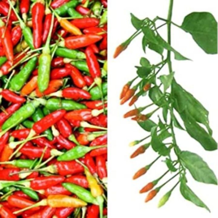 NATIVE SILING LABUYO SEEDS (It's a seed, not a plant!) | Lazada PH