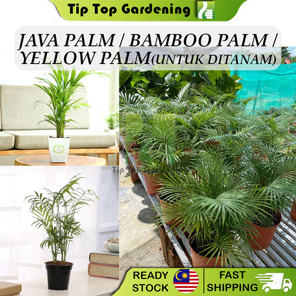 TIPTOP Pokok Java Palm / Bamboo Palm / Yellow Palm Untuk Ditanam Real ...