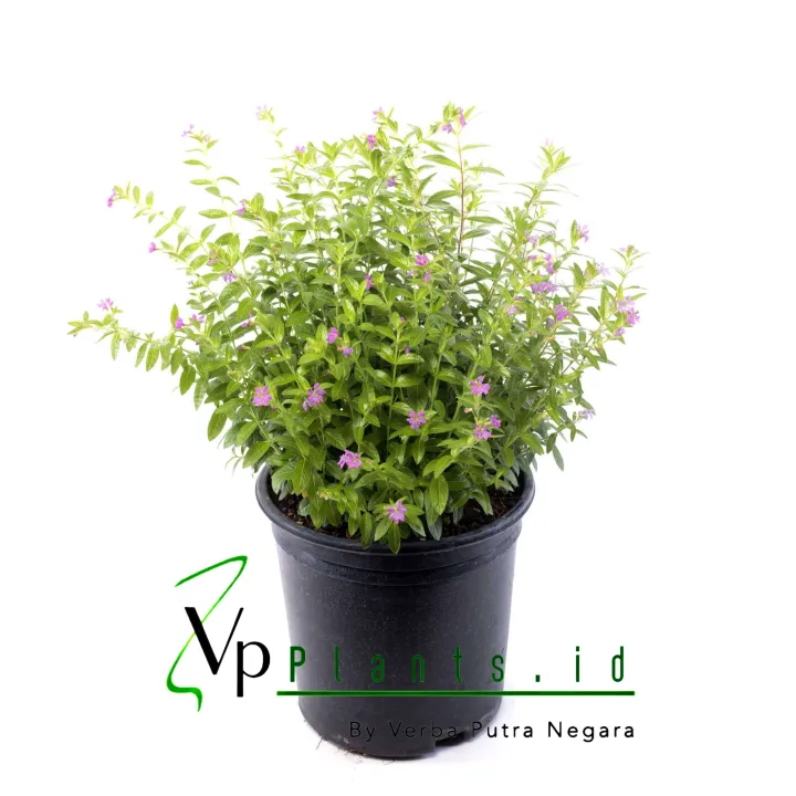 TANAMAN TAIWAN CUPHEA HYSSOOPIFOLIA PURPULE COD PROMO TANAMAN HIAS ...