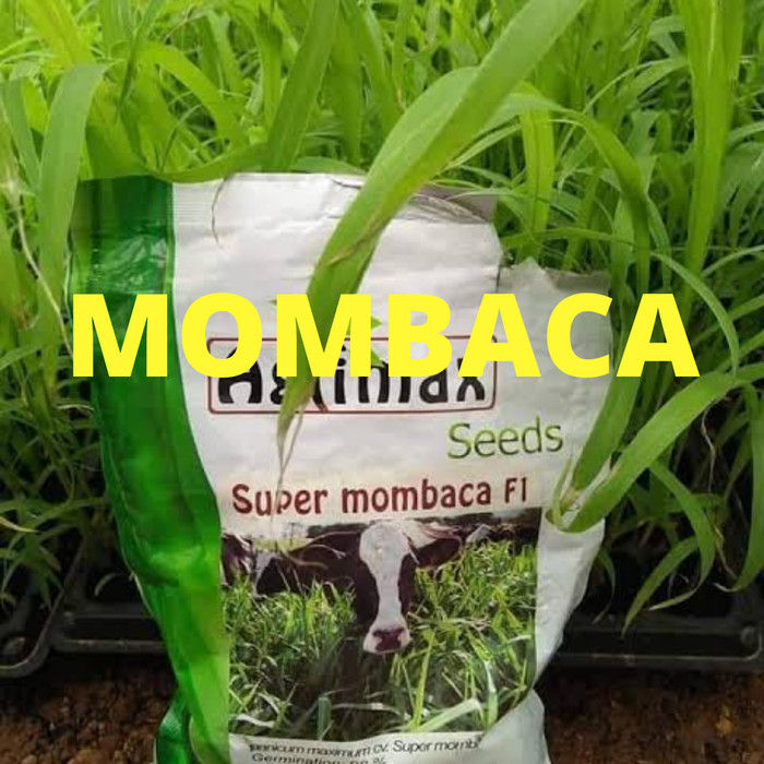 Benih Rumput Mombaca Pakan Ternak Kualitas TerbaikBibit Rumput Pakan ...
