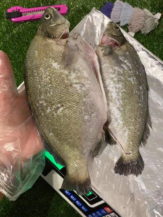 IPOH SEAFOOD -Australian Jade Perch fish / 宝石鲈鱼 600gm+/-( PURCHASE ...