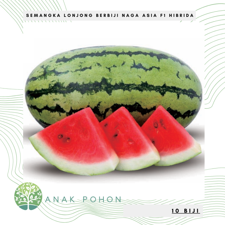 (10 Biji) Benih Bibit Biji - Buah Semangka NAGA ASIA F1 Hibrida Lonjong ... (10 Biji) Benih Bibit Biji - Buah Semangka NAGA ASIA F1 Hibrida Lonjong ...