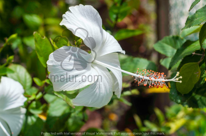 TSC - White Hibiscus cutting / Keratan Bunga raya kampung bunga putih ...