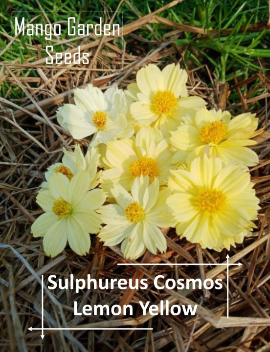 Benih Cosmos Lemon Yellow - 30 biji 🌱 Sesuai untuk pasu, warna lemon ...