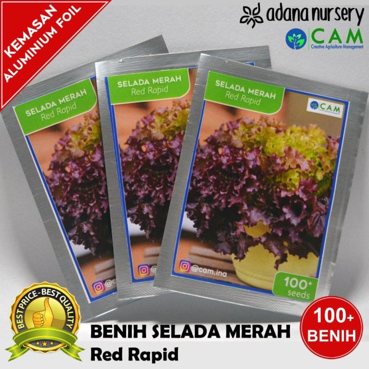 Benih Biji Selada Merah Red Rapid Repack - Berkualitas - 100 Seeds ...