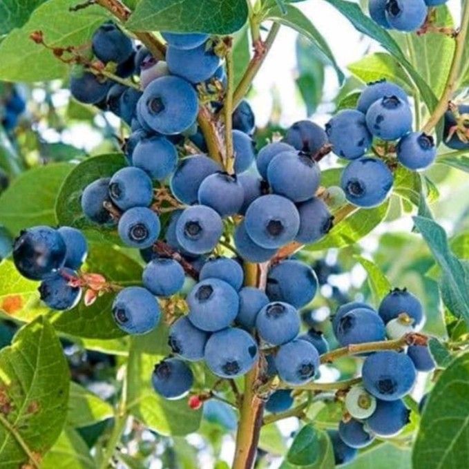 bibit tanaman buah blueberry Jan fruit | Lazada Indonesia