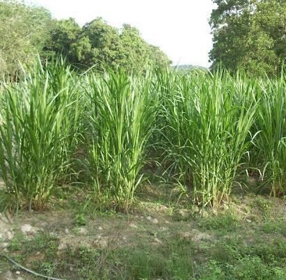 Anak pokok rumput Napier grass (goat and cow feed) | Lazada