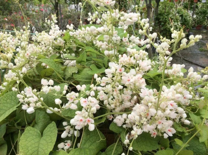 Tanaman Hias Bunga Air Mata Pengantin Putih Rambat | Lazada Indonesia