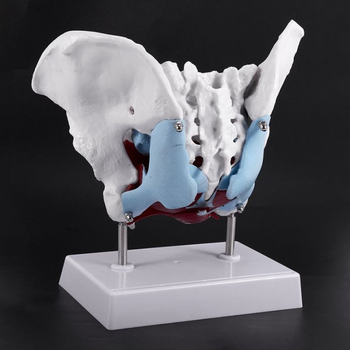 (IMTO) Female Pelvis and Reproductive Organs Model Female Bladder ...