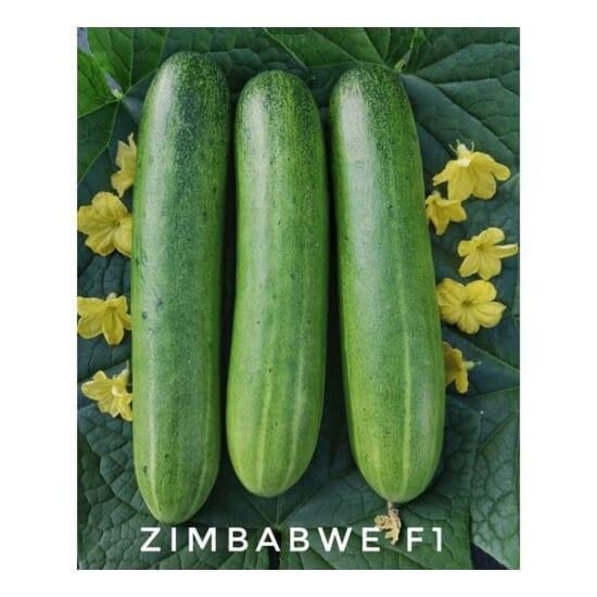 Timun Zimbabwe F1 20gm | Lazada