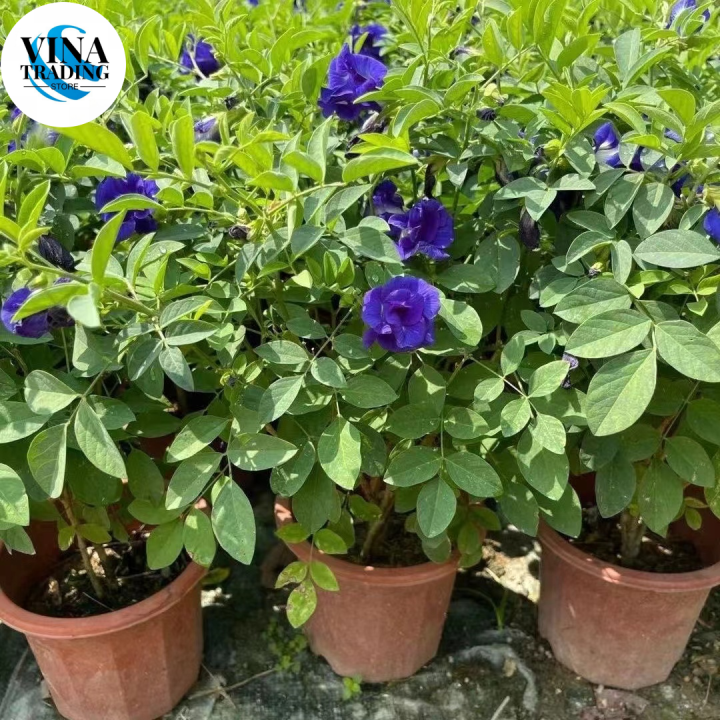 20seeds Clitoria Ternatea Butterfly Pea Blue Flower Seeds for Planting ...