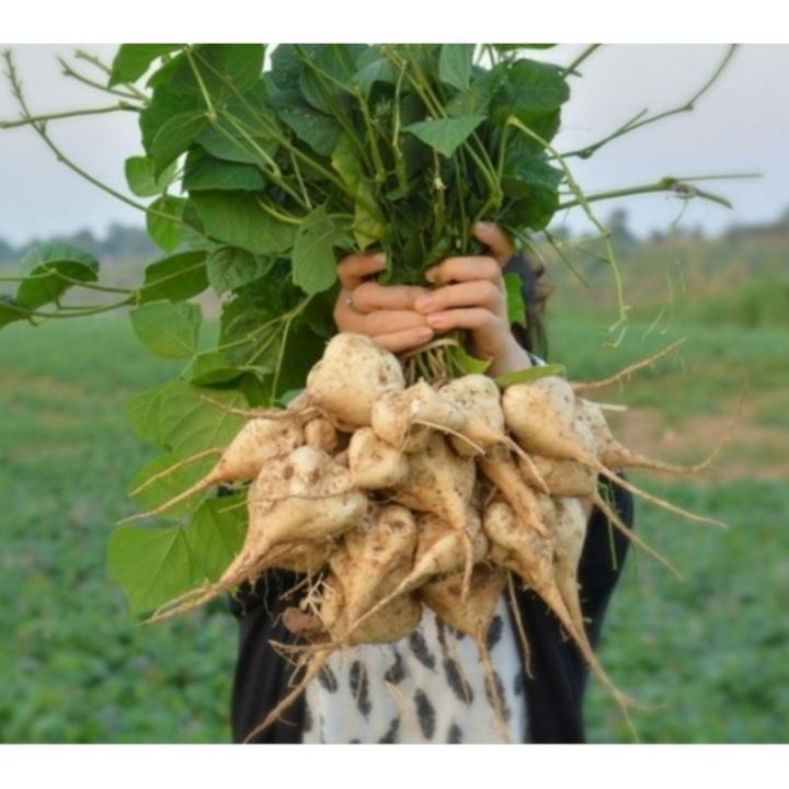 4 Biji Benih Sengkuang Seeds Boleh Tanam Dalam Pasu Lazada