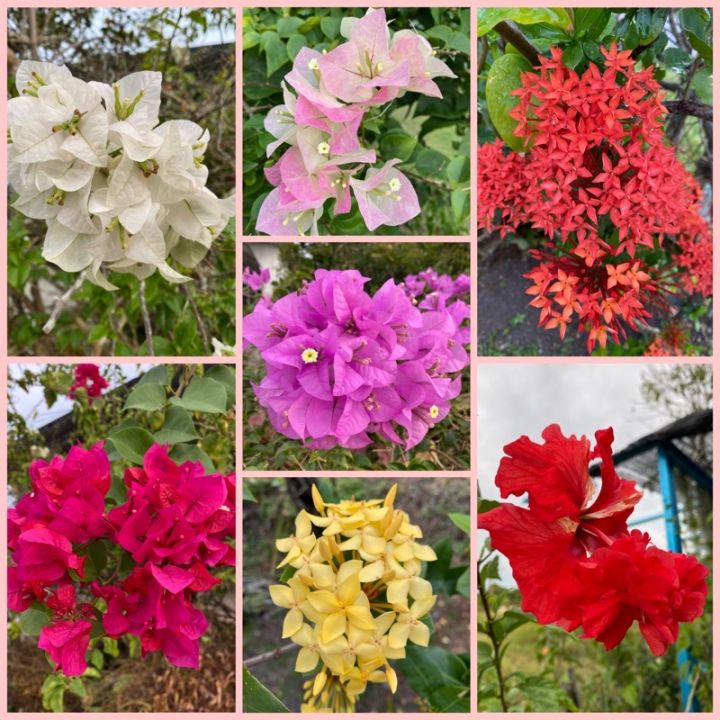 KERATAN BATANG PELBAGAI POKOK/POKOK BUNGA KERTAS BOUGENVILLE/POKOK ...