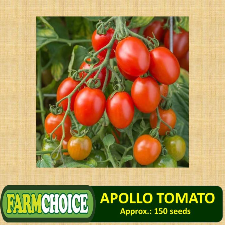 APOLLO TOMATO ( 150 Seeds ) - Improved Variety | Lazada PH