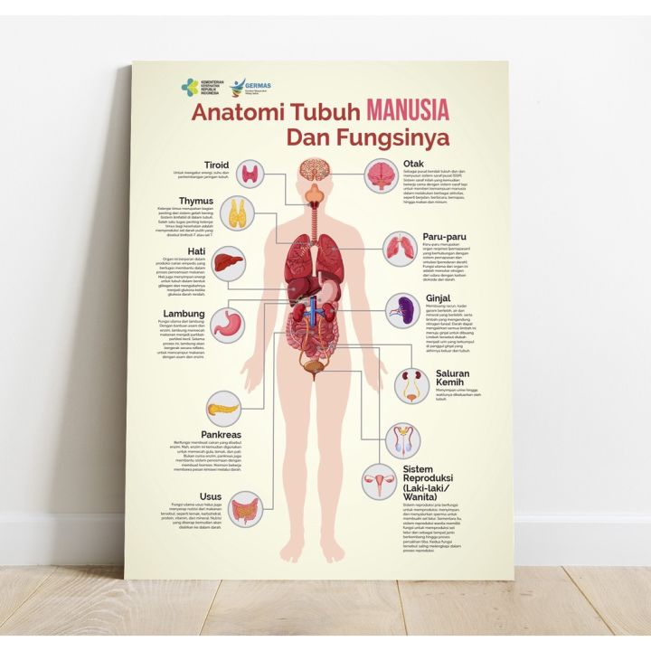 Poster Anatomi Tubuh Manusia dan Fungsinya Puskesmas Sekolah Hiasan | Lazada Indonesia