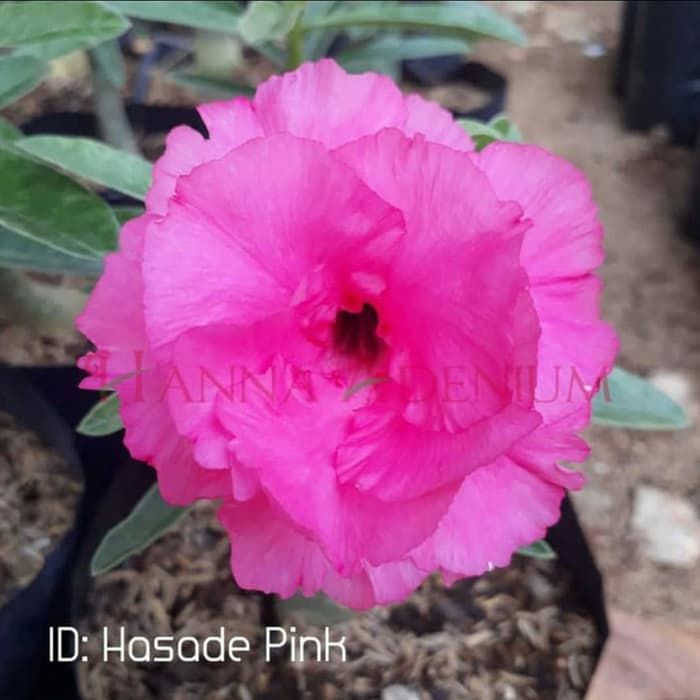 Bunga Kamboja Adenium Hasade Pink | Lazada Indonesia