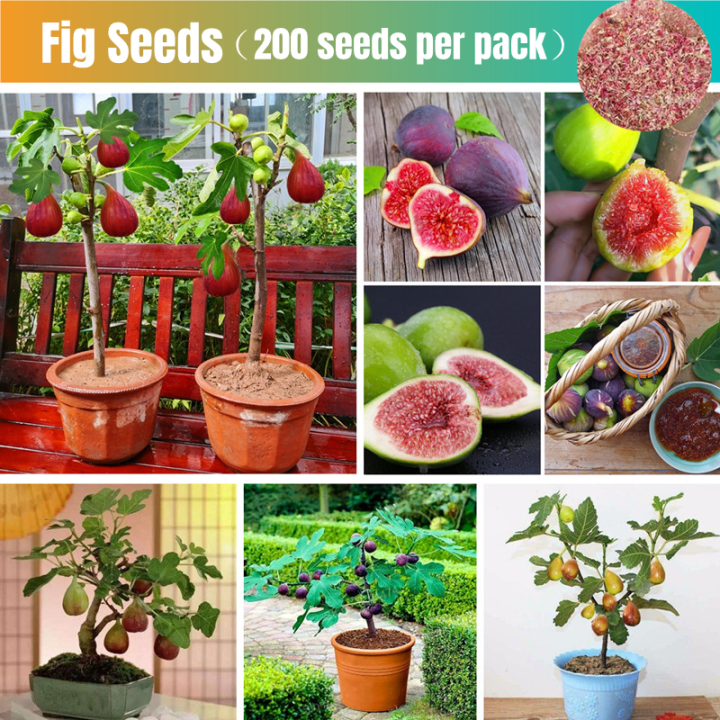 Sweet Fig Fruit Seeds for Sale (200pcs Seeds for Planting) Tropical ...