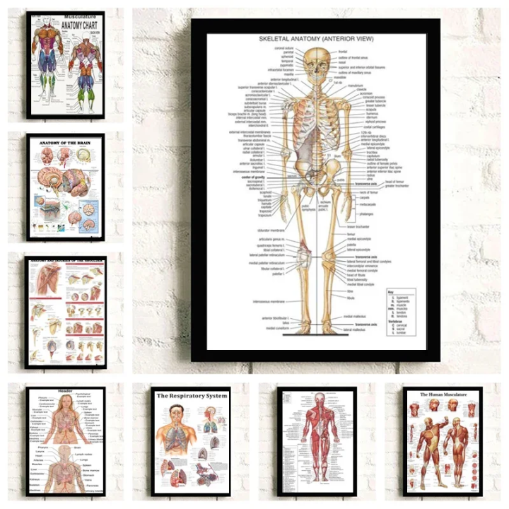 Muscle System Anatomy Poster Muscle Human Anatomy Diagram Human Anatomy ...