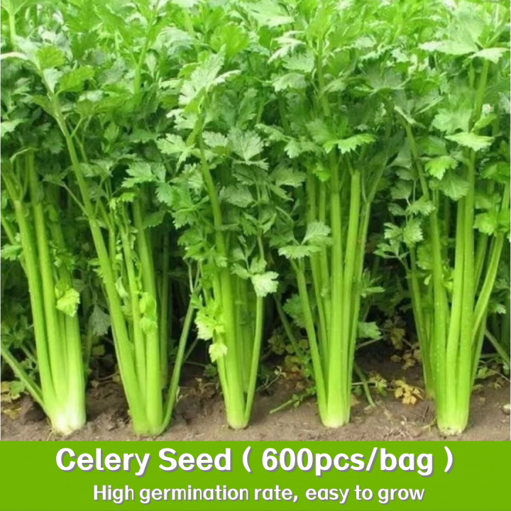 （600seeds/pack） CELERY SEEDS/HIGH YIELDING/FORPLANTING | Lazada PH