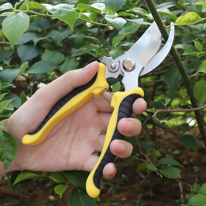 Garden scissors, gardening tree branches, pruning garden tools, fruit ...