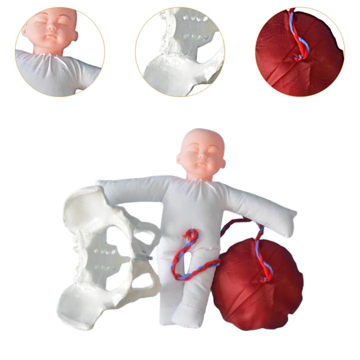 Stailaa Female Pelvis Model Childbirth Model Training Model for ...